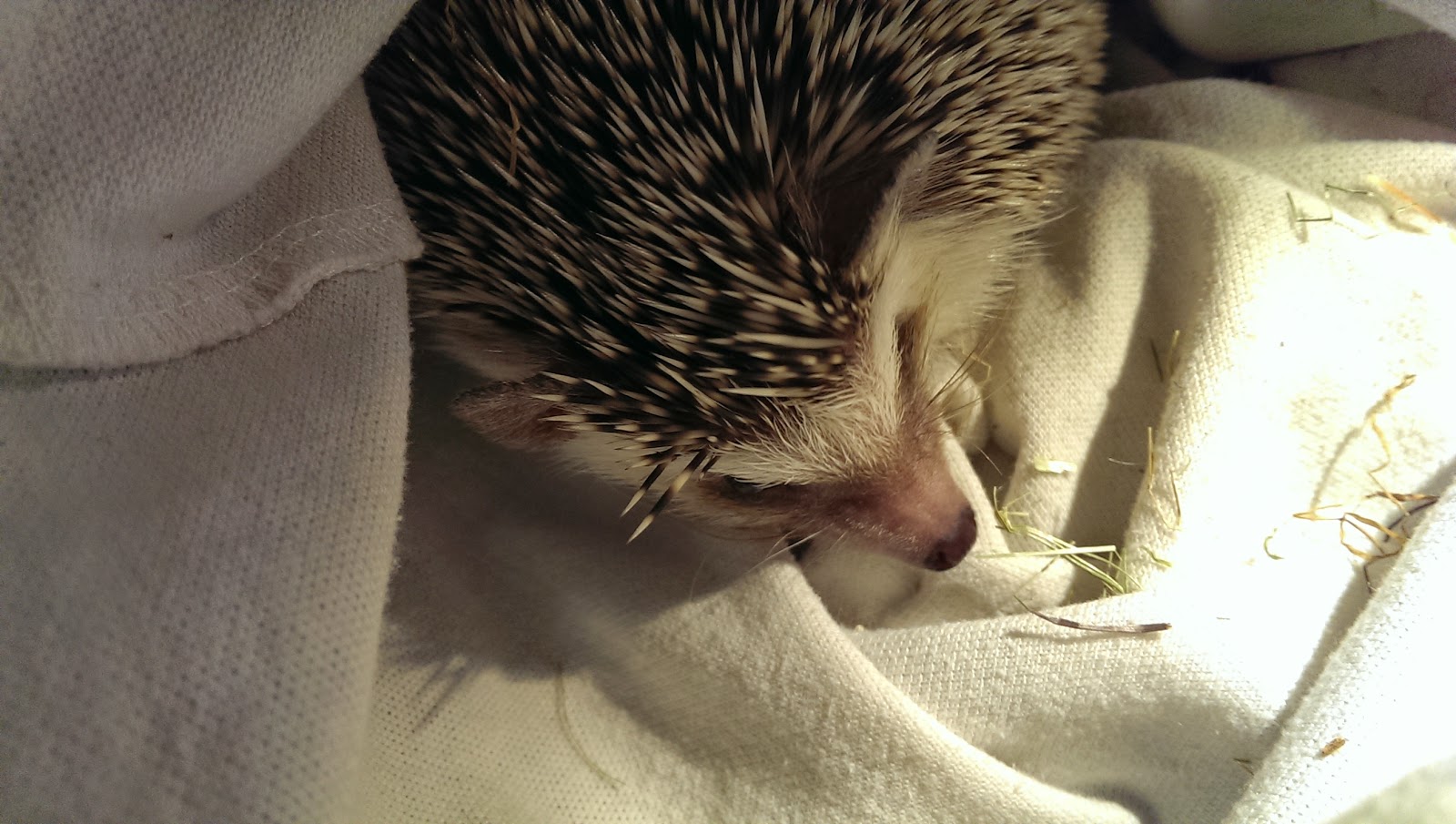 Forest Forestal: Erizo común