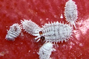 Colla.Production: Colorant E 120 - cochenille