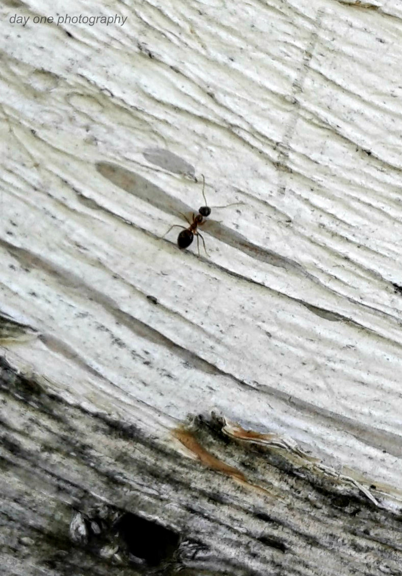 Day One Photography: Ant