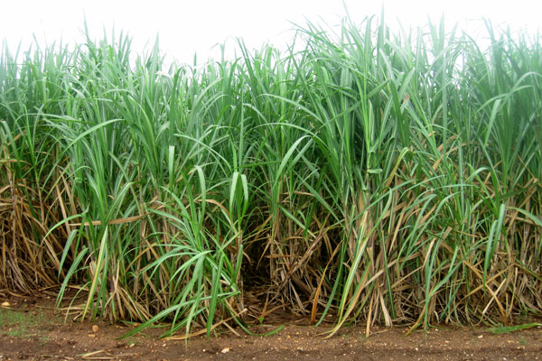 EL CAJON DE LOS CONOCIMIENTOS: JUNCAL