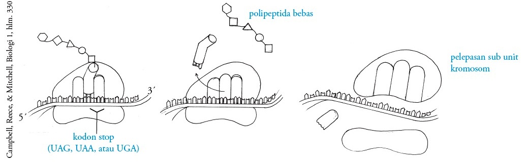 LARAS DESY: Sintesis Protein