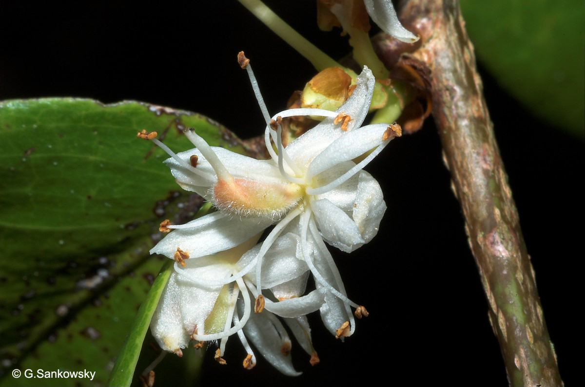Riverine Parks: Cynometra ramiflora