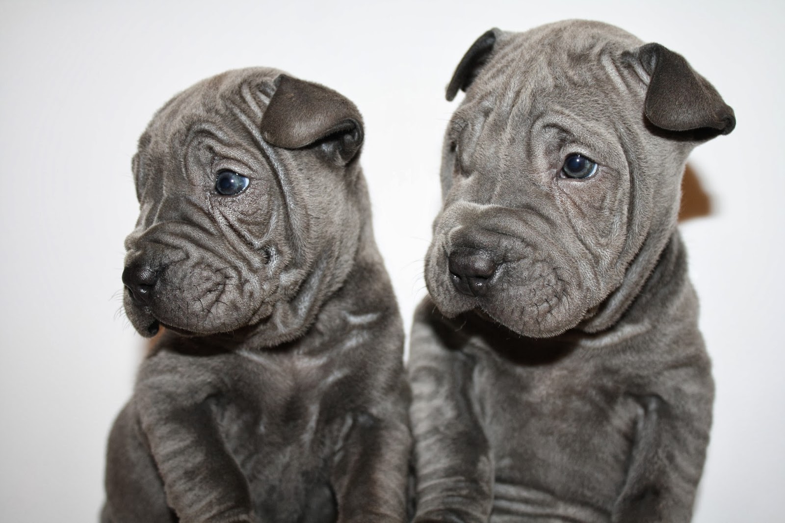 Pedigree Dogs Exposed - The Blog: Shar-pei - the eyes have it