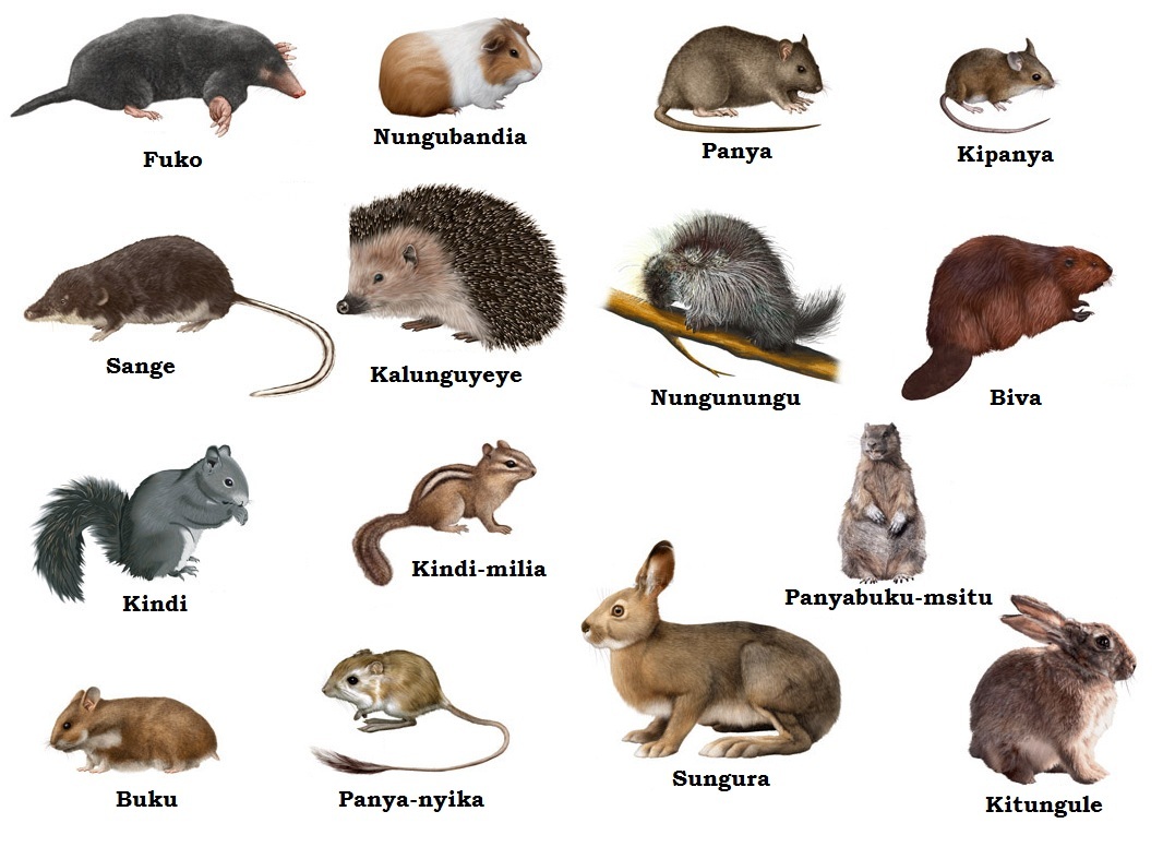 Swahili Land: Wanyama kama Sungura na Wagugunaji (Lagomorpha & Rodentia)