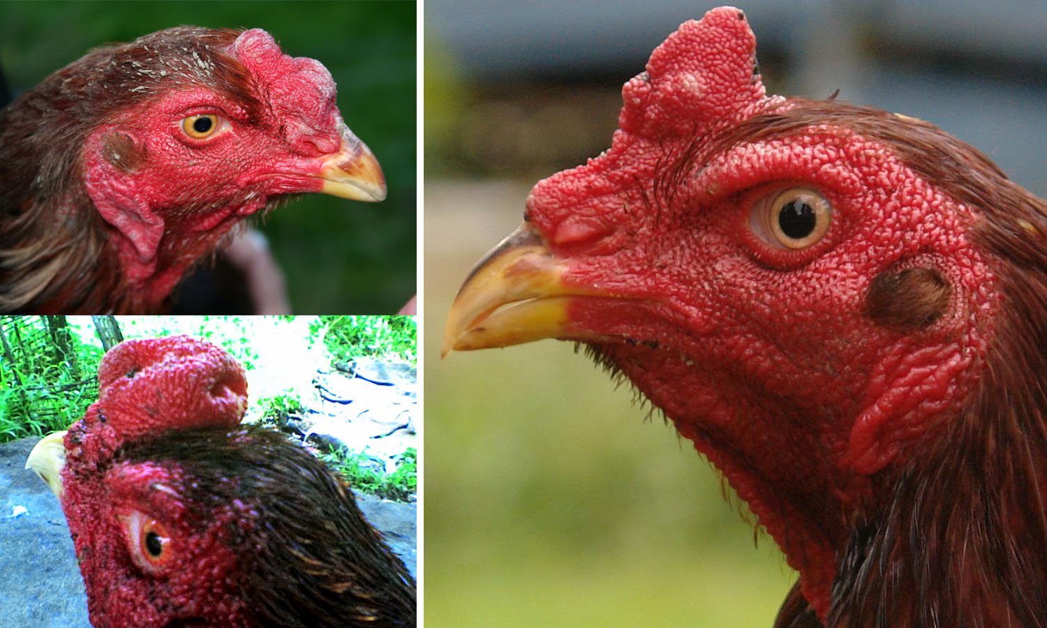 Jenis Jengger atau Pial Ayam yang Wajib Diketahui - Tanam Ternak ala ...