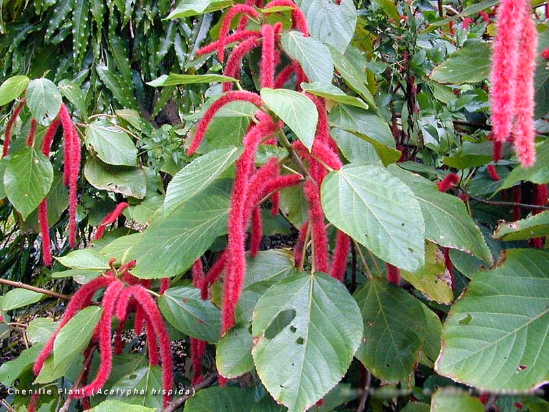 DETAILS ABOUT ACALYPHA HISPIDA PLANT
