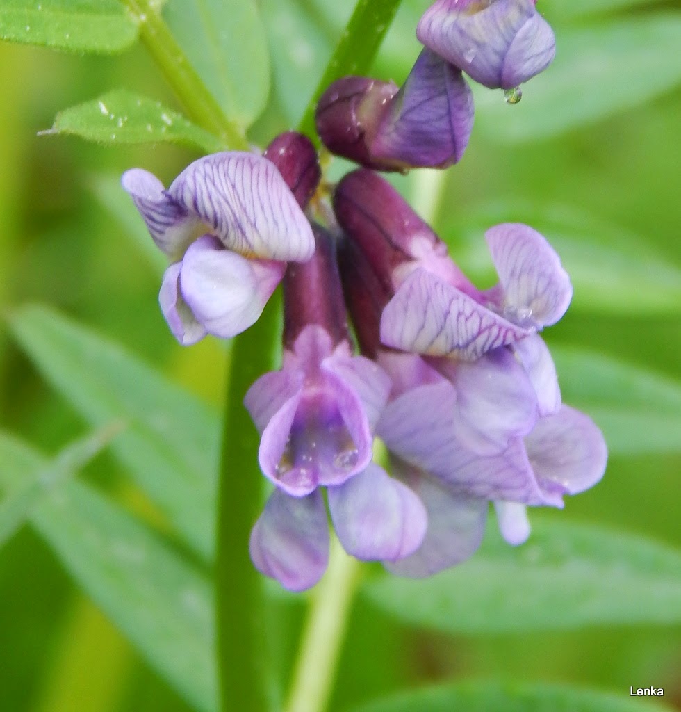 Bylinky ze Salaše: Vikev plotní