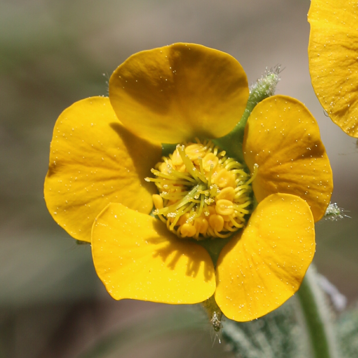 Geum sylvaticum | Wild flowers of Europe by Anita Beijer