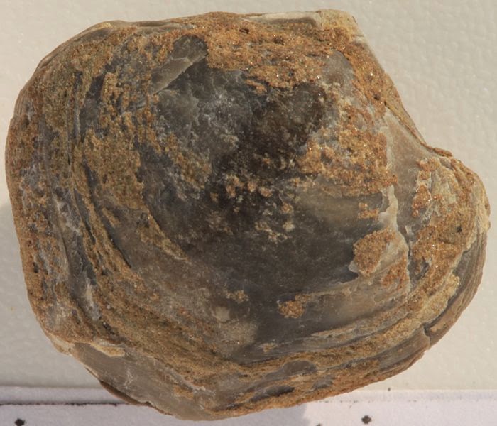 Variety of Life: Athyrididae