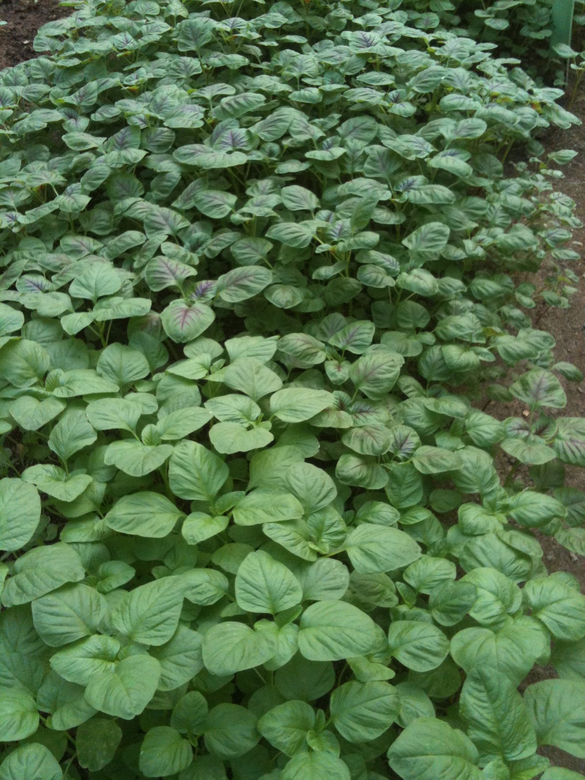 Generation Green: Spinach (Bayam)