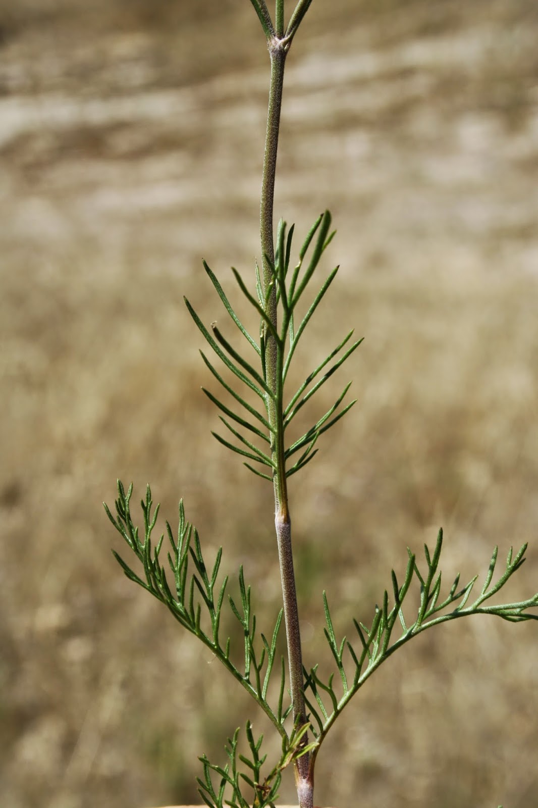 Plantas: Beleza e Diversidade: Pycnocomon intermedium