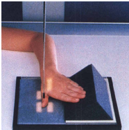 Study of the Thumb (First Digit) | Radiology
