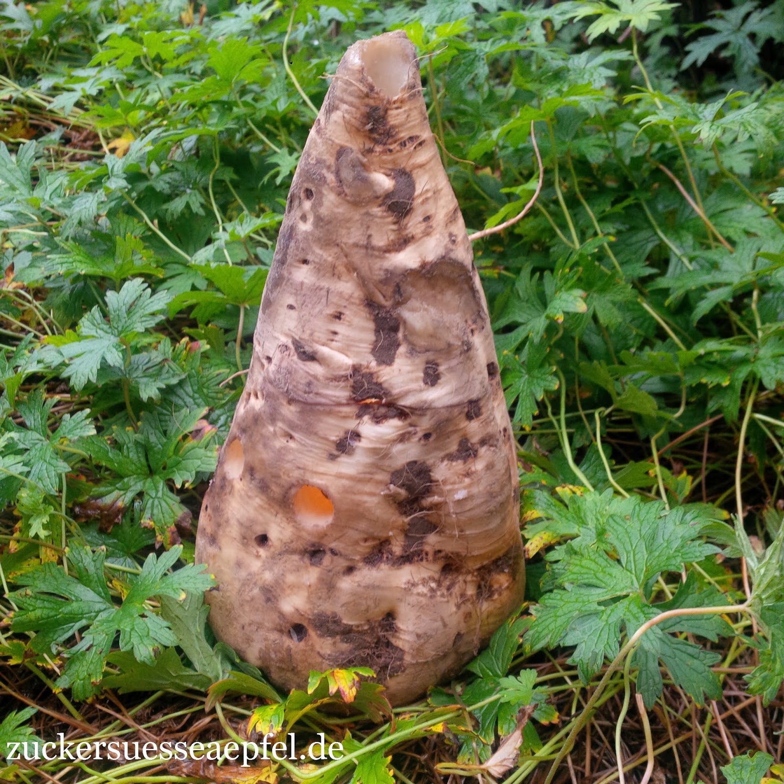 Ein zauberhaftes Wichtelhaus aus Zuckerrüben, mit einem Rezept für ...