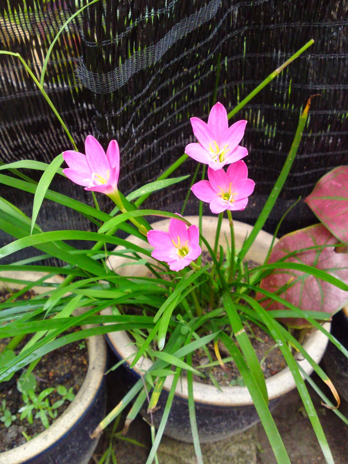 Daisy De Garden: Si cantik manis – Pokok Bunga Rain Lili