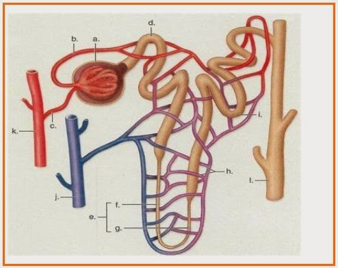 SISTEM URINARIA | Materi dan Soal Biologi