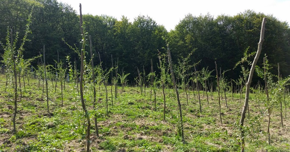 Cultivarea Goji in Romania: Fertilizarea organica a culturilor