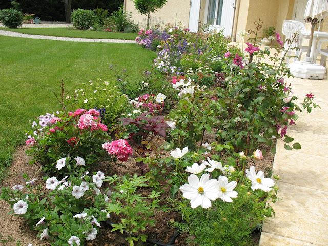 Roses du jardin Chêneland: Création d'une plate bande