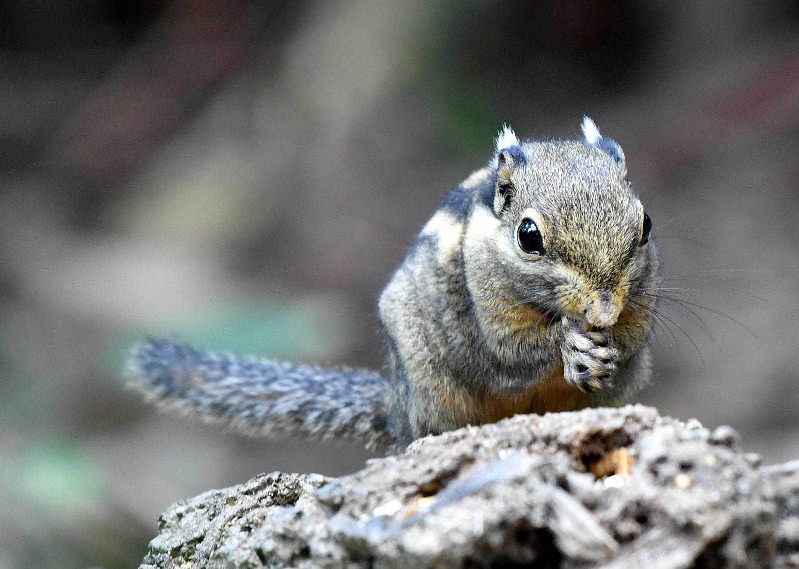The Life Journey in Photography: Himalayan Striped Squirrel @ Berjaya ...