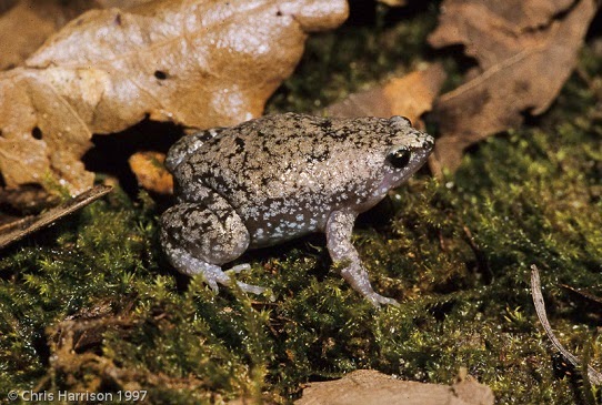 Frog Blog: Texas' Narrow-mouthed Toads- Gastrophryne carolinensis ...