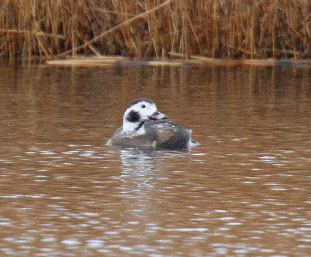 Simon and Karen Spavin: Long-tailed Duck, Barton