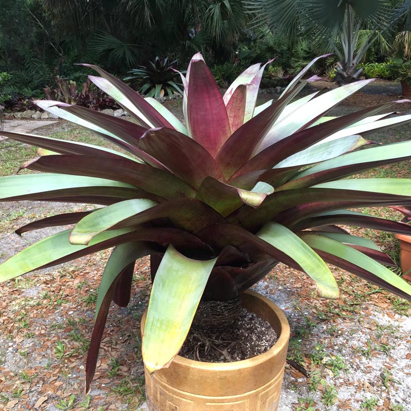 RW PAISAGISMO: COLORIDA: BROMÉLIA IMPERIAL