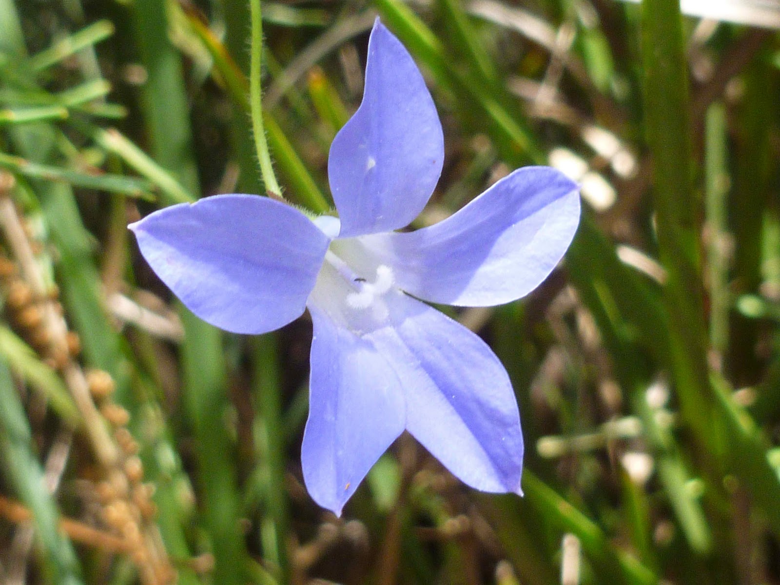 The SportyMummy: Little Native Alpine Wildflowers