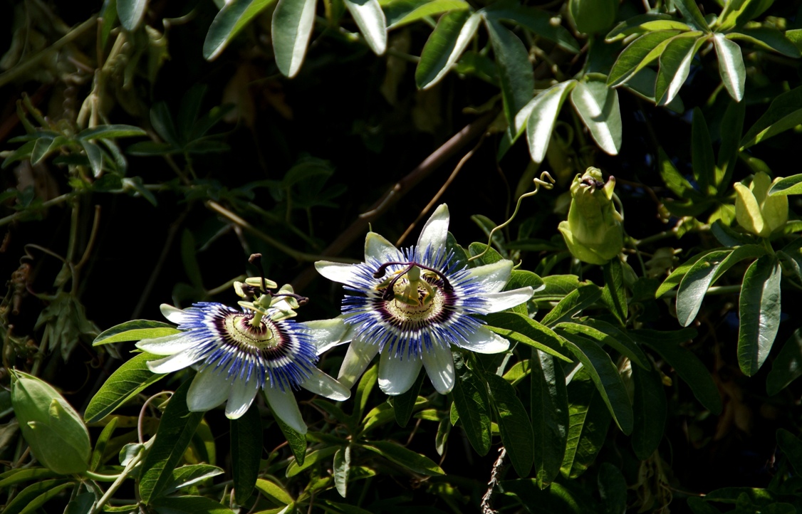 A photo, A thought............: Plant: Passiflora blooms and fruits