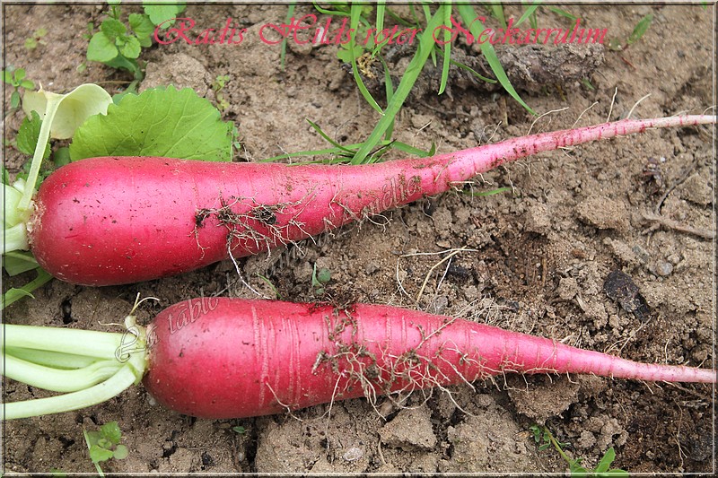 LA TABLE LORRAINE D'AMELIE: Déclinaison de radis long et Cottage cheese ...