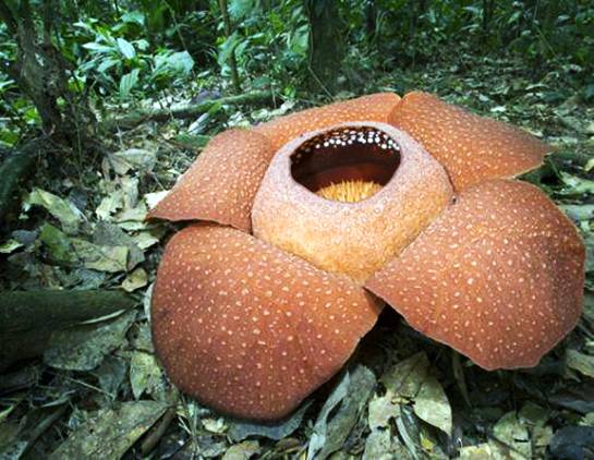 Rafflesia arnoldii - Tree Directory