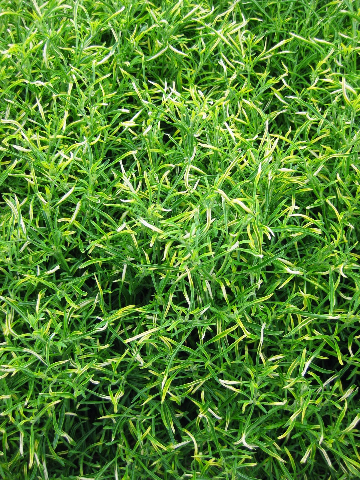 Rotary Botanical Gardens - Hort Blog: Awesome Alternantheras