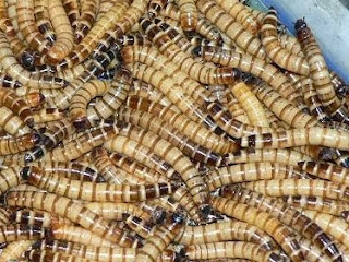 Manfaat Ulat Jerman Bagi Burung