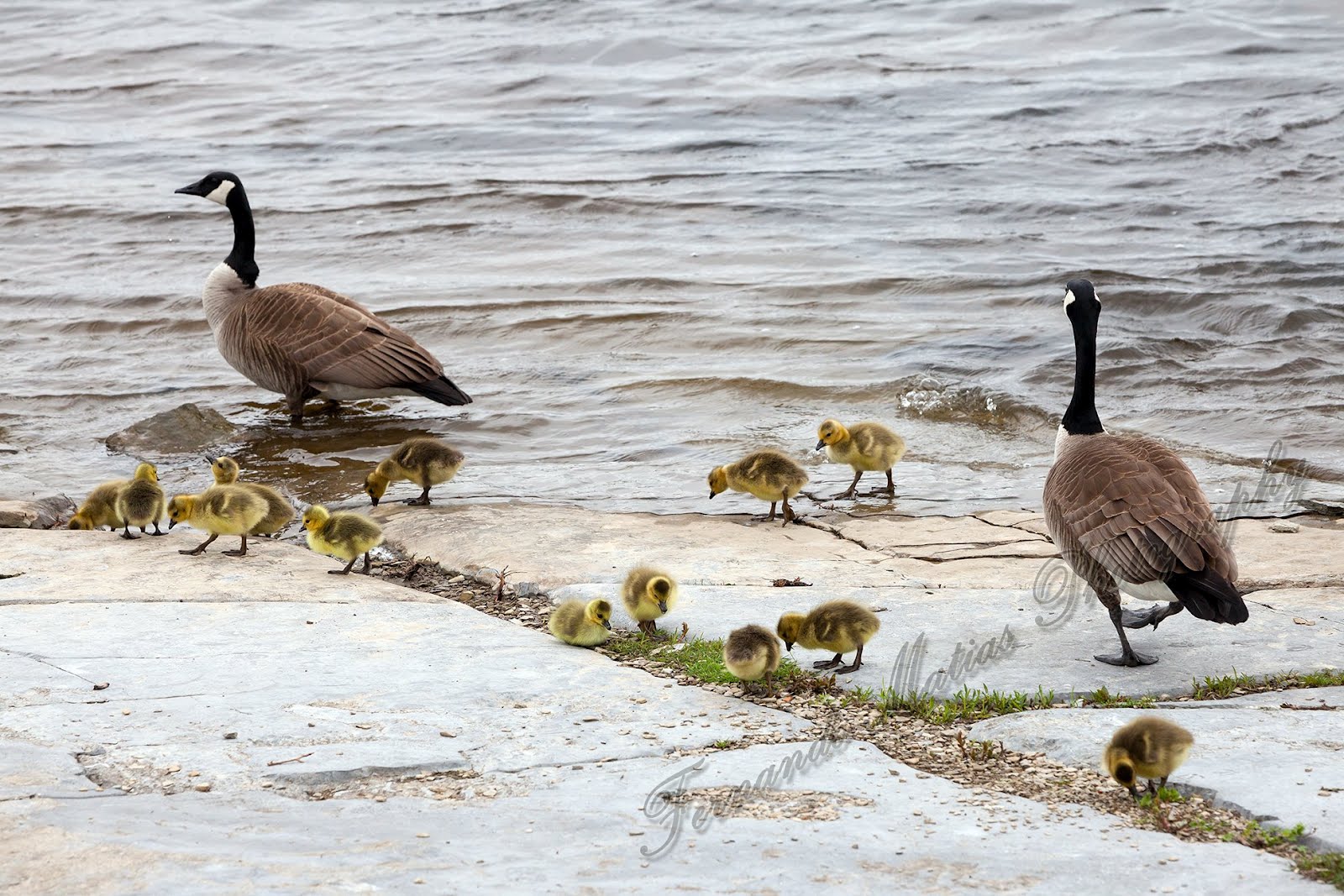 Fernando Matias Photography - Ottawa Ontario - Ottawa Wedding ...