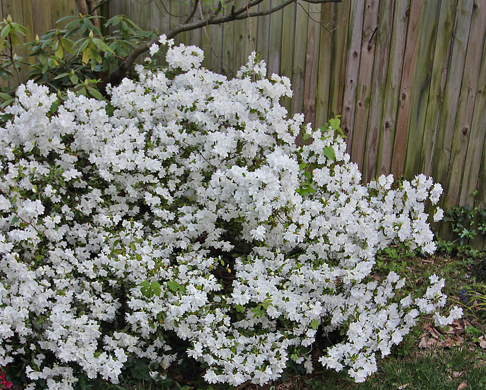 A Leafy Indulgence: 2020