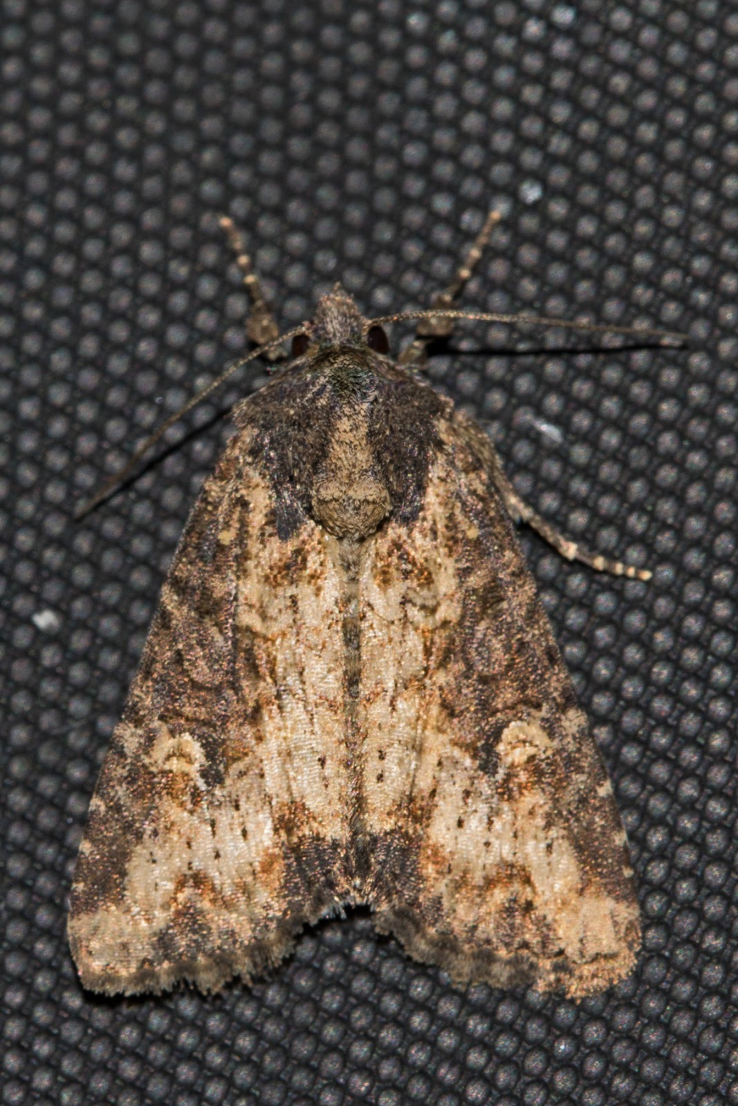Butterflies, Dragonflies, Moths & other Insects: Common Rustic Moth