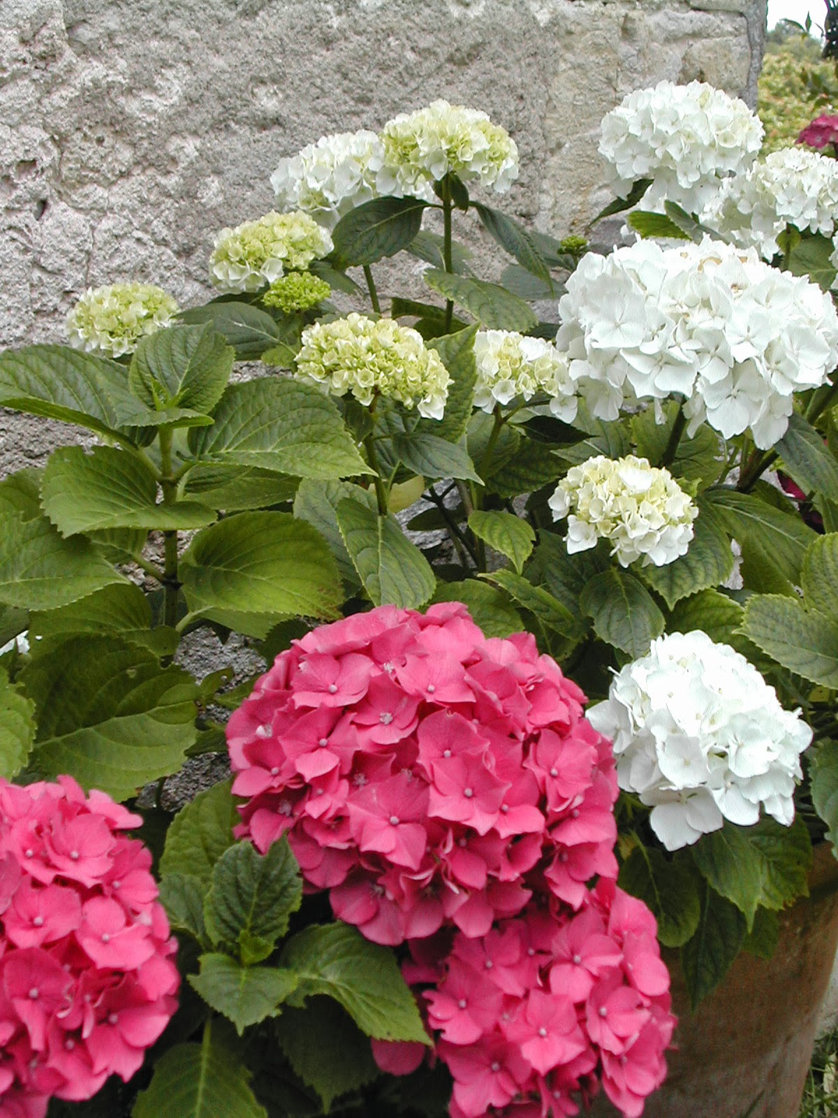La Pouyette....: Hydrangeas - Hortensias....