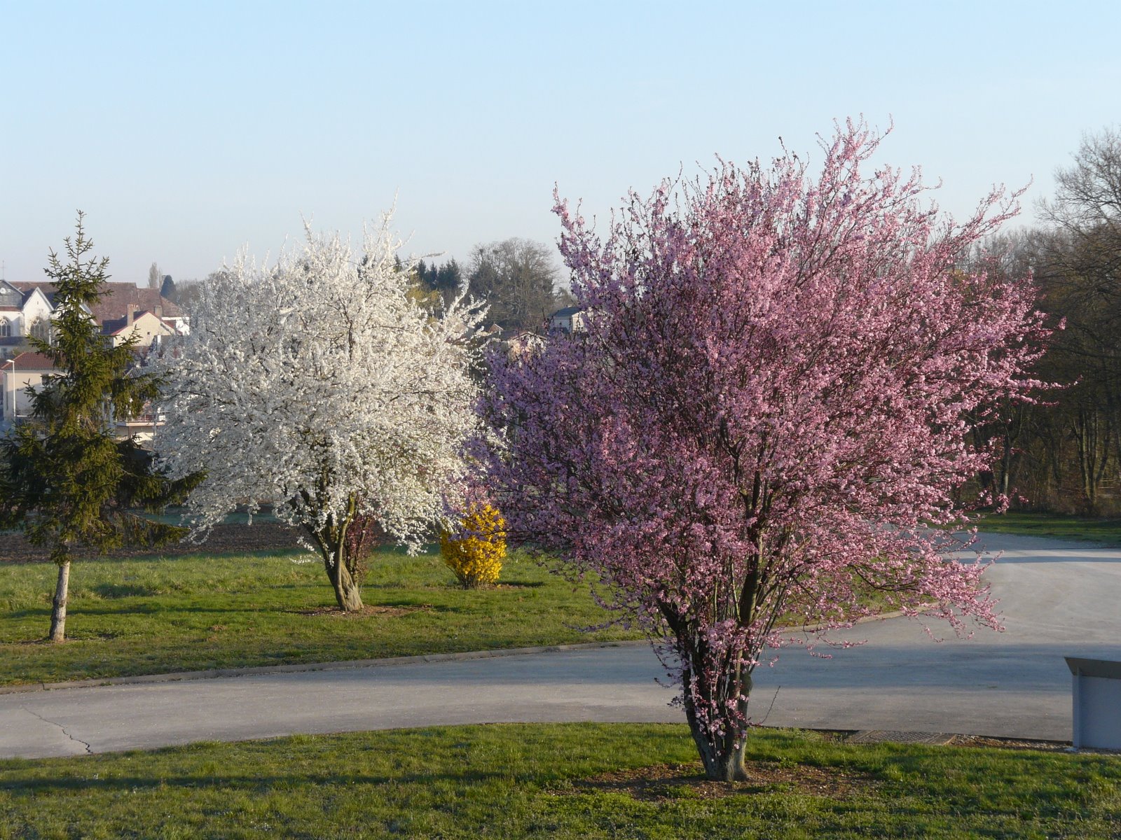 Radonvilliers: Prunus et prunier en fleurs