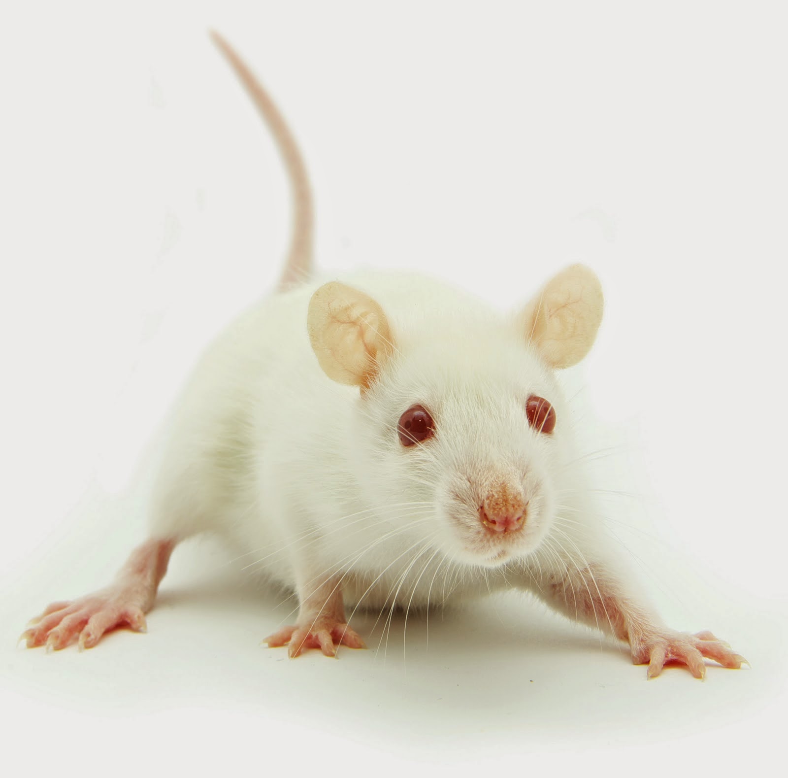 Ratas de laboratorio ~ Las maravillas de la ciencia y tecnología.