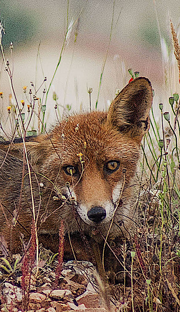 Zorro - Raposo - Vulpini | Fotografía Demetrio Fernández