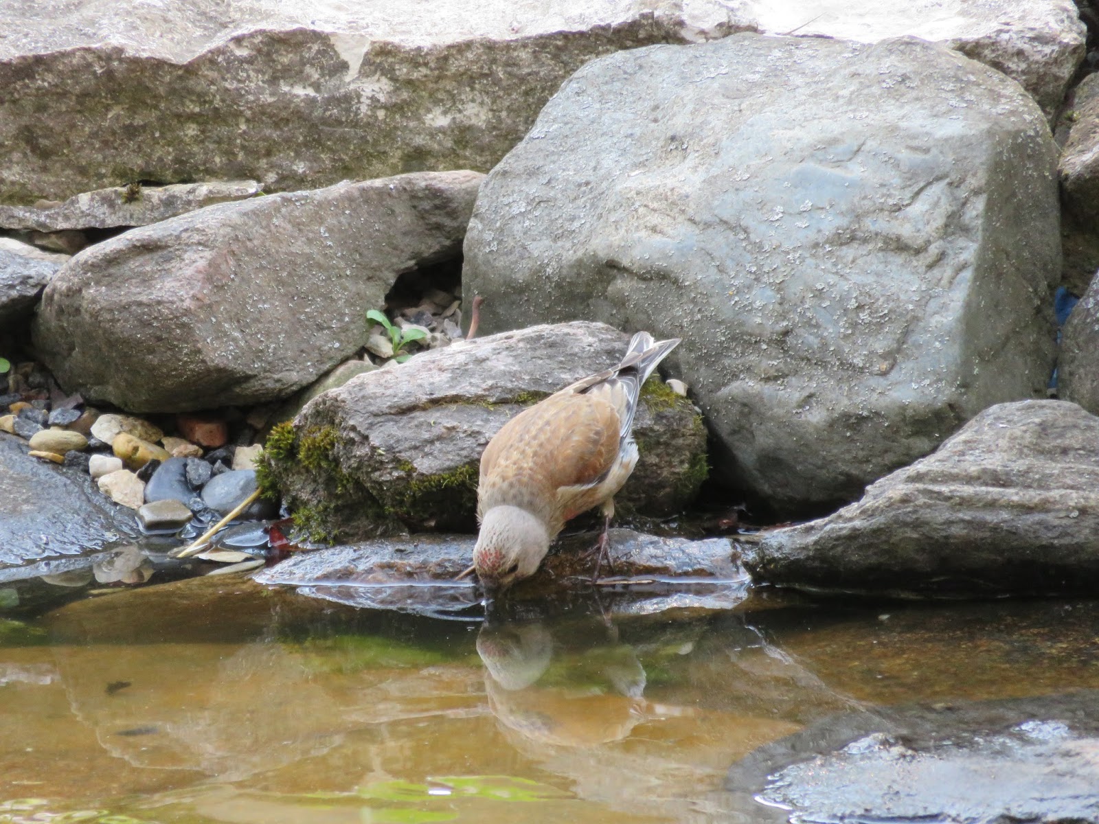 Aia Asterixi aia blogi