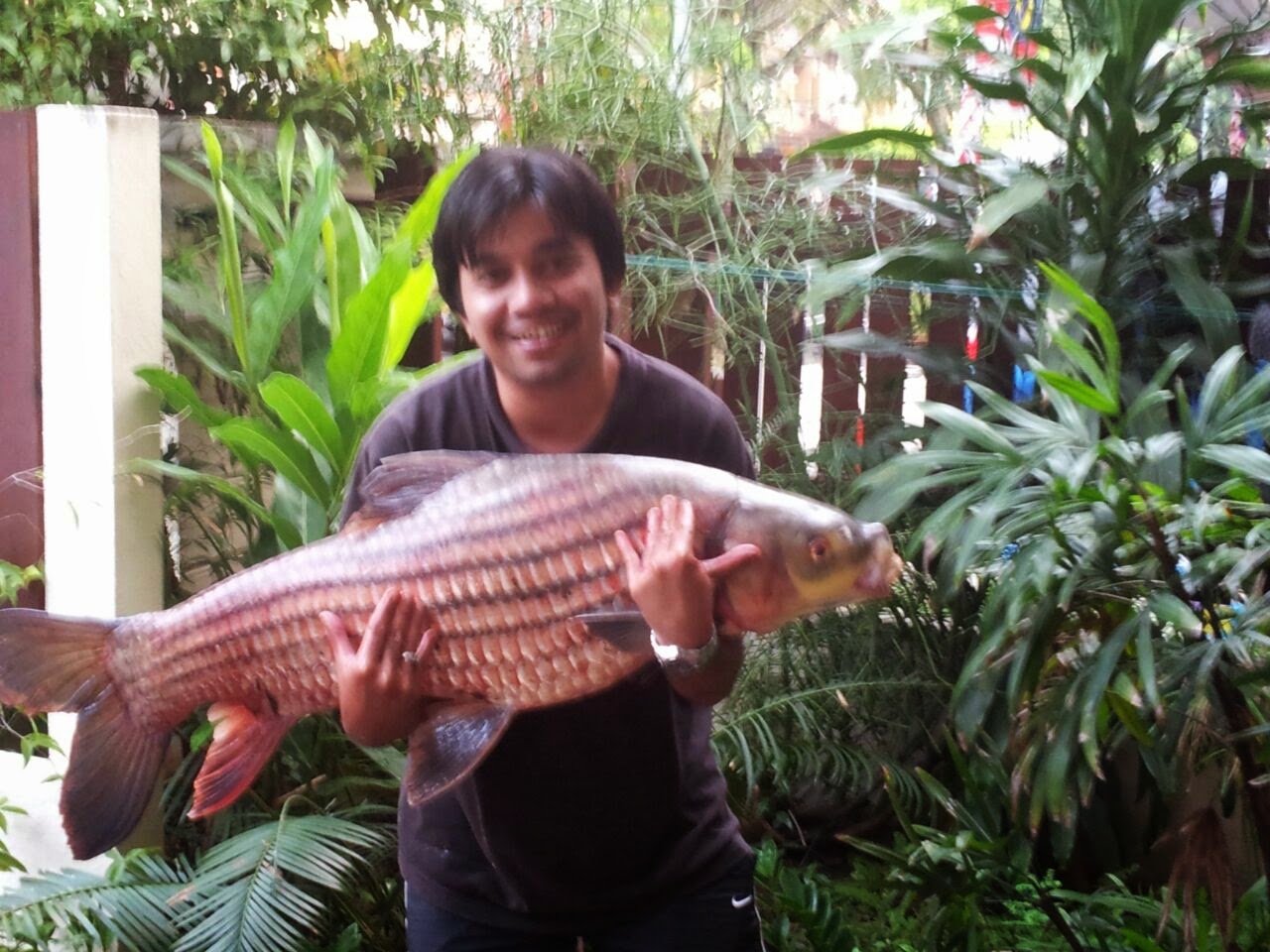 Temoleh Hunter: Ciri-ciri Temoleh @ Temalian