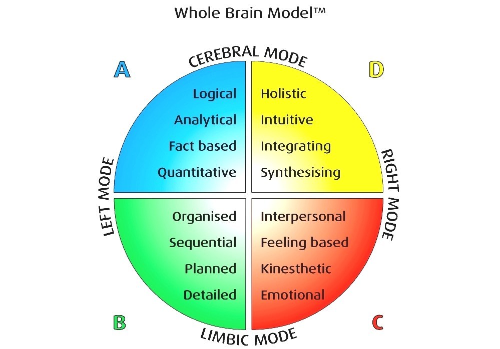 Herrmann Brain Dominance Instrument - Whole Brain Learning Theory
