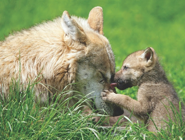 White Wolf : Stunning Images Showcase the Cuteness of Fluffy Arctic ...