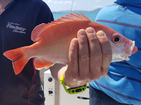 One in the Bush: Reef fishing