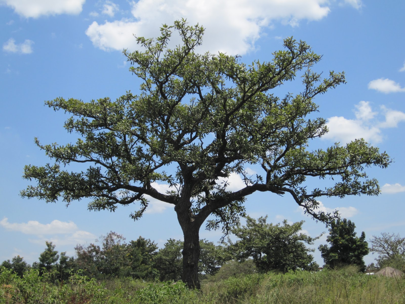 African Traditional Medicine