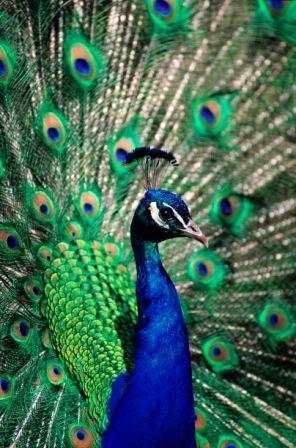 Liudvikos skrynia: Gražiausias paukštis