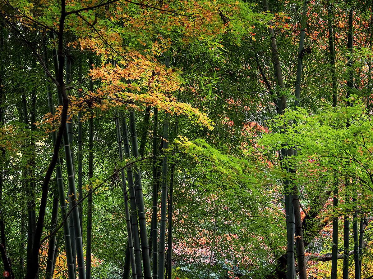 FROM THE GARDEN OF ZEN: Autumn grove: Tokei-ji
