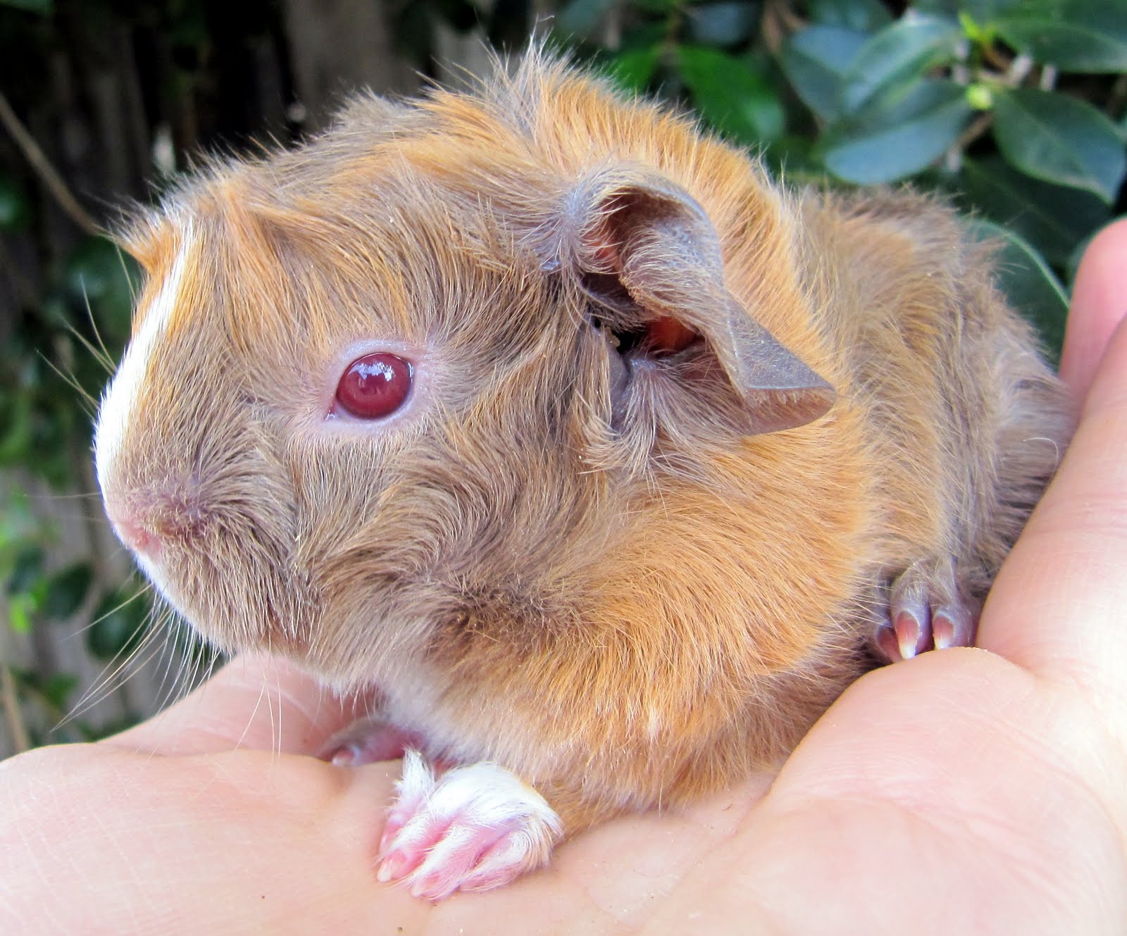 All Things Guinea Pig: Millicent's gorgeous babies