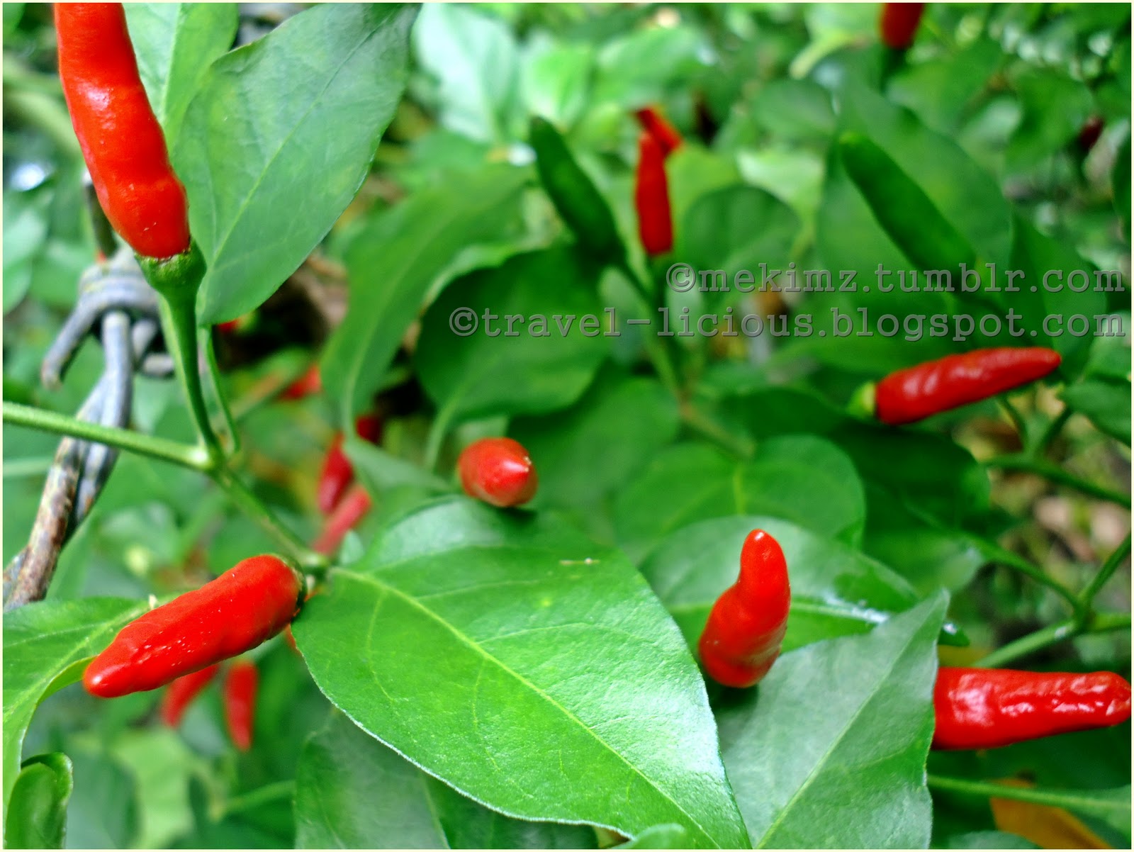 the traveller & her thoughts: TINY CHILI in our COUNTRY