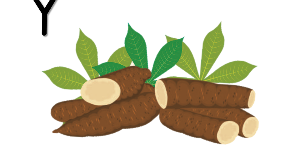 EL ABC CON QR: Con la Y de Yuca