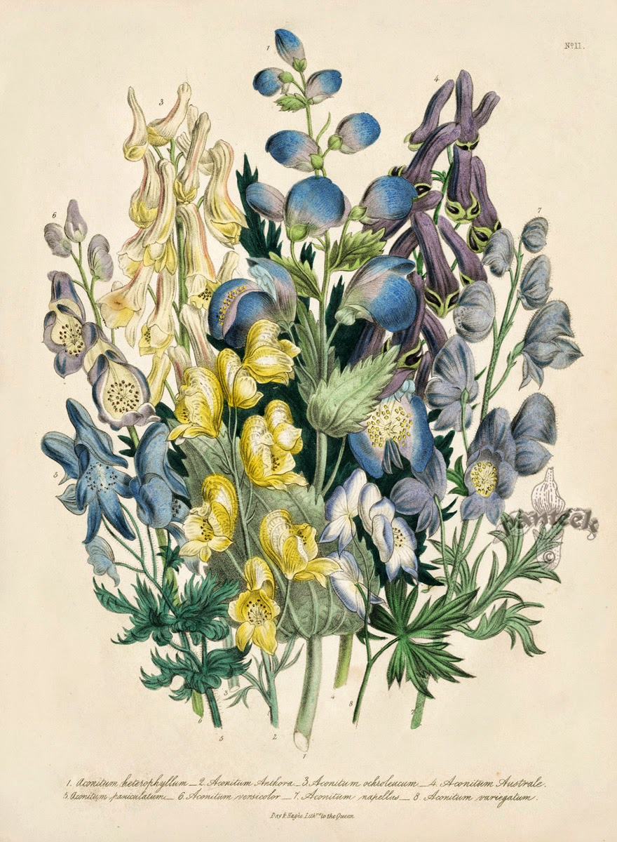 Jane Wells Loudon | The Victorian garden | Tutt'Art@ | Pittura ...